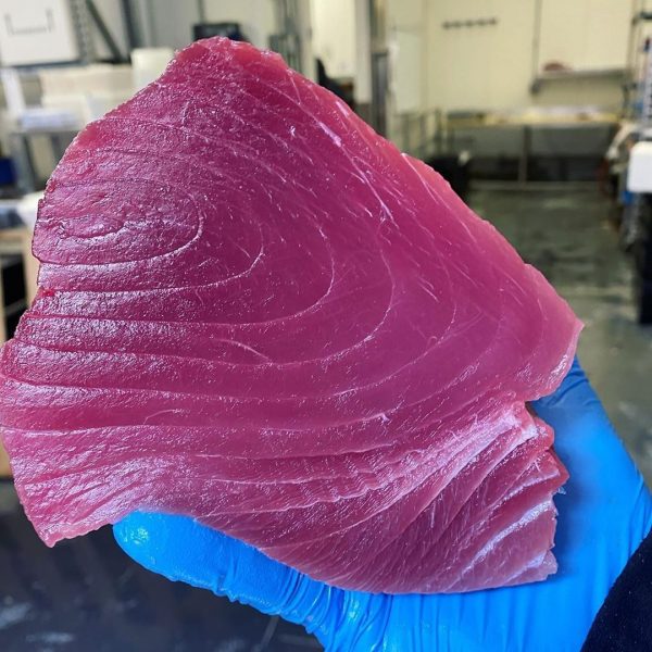 Sport Fishing in Panama: A Guide to the Top Fish Species You Can Catch ...