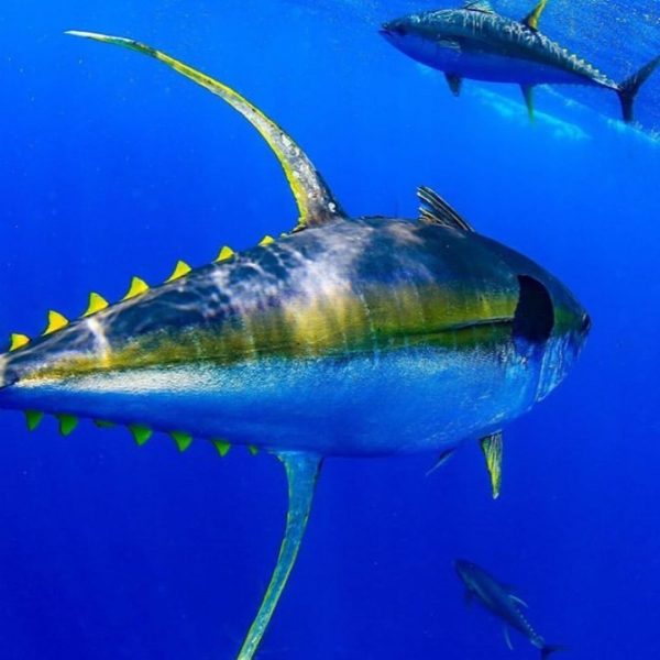 Principales Especies de Pesca Deportiva en Panamá | Yates Taboga