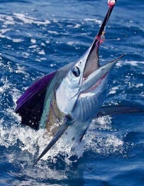 Sport Fishing in Panama: A Guide to the Top Fish Species You Can Catch ...