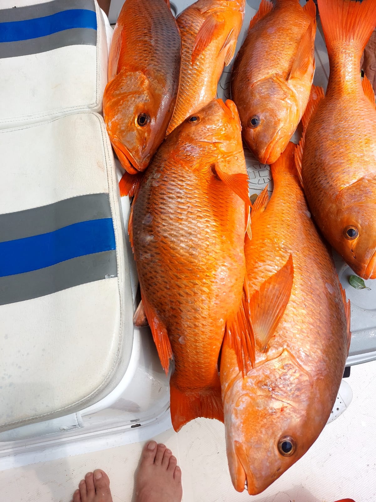 Pesca Deportiva en Panamá: Isla Otoque | Yates Taboga